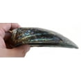 Polished Paua Abalone Shell (About 5") Beautiful New Zealand Rainbow ...