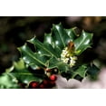 American Holly Seeds for Planting - 30 Seeds - Ilex opaca - Walmart.com