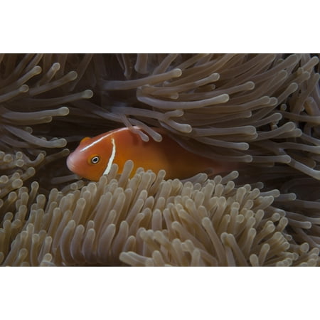 Pink anemonefish in its host anenome, Fiji Poster Print (34 x 22 ...