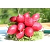 Vegetable Seeds-Little Fingers Carrot- 100 Seeds- Extra Sweet - Baby ...