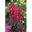 Vulcan Red Cardinal Perennial Live Plant - Outdoor Lobelia - Hardy ...