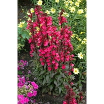 Vulcan Red Cardinal Perennial Live Plant - Outdoor Lobelia - Hardy ...