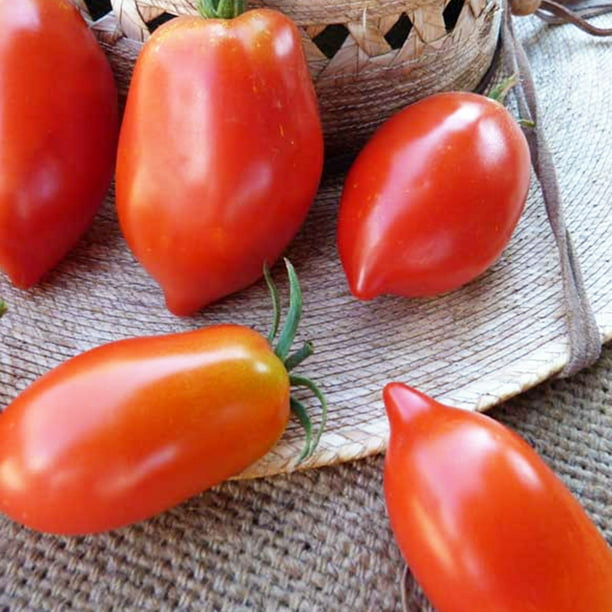 Organic Amish Paste Tomato Seeds ~25 Seeds - Organic, Heirloom, Open Pollinated, Non-GMO, Farm ...