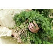 Teddybear Dill Dwarf Fernleaf Dillweed Pickling Pickles Premium Seeds ...