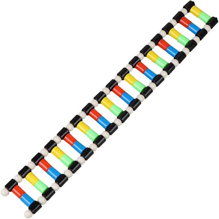 DNA Model Double Helix Model DNA Display Component for Science Teaching ...