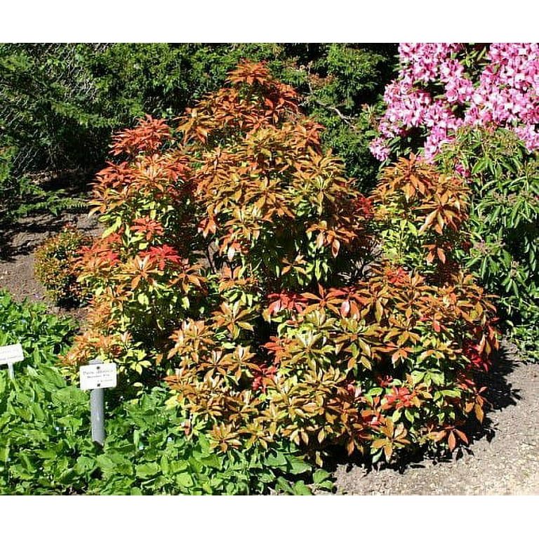 Mountain Fire Andromeda Shrub