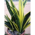 Gold Flame Snake Plant -Sanseveria- Impossible to kill! - 4" Pot ...