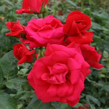 Heirloom Roses, Lady In Red™ Red Climbing Rose Bush, Live, Fragrant ...