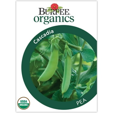 Burpee Munstead Lavender Herb Seed, Annual Lifecycle, Full Sun, 1 ...