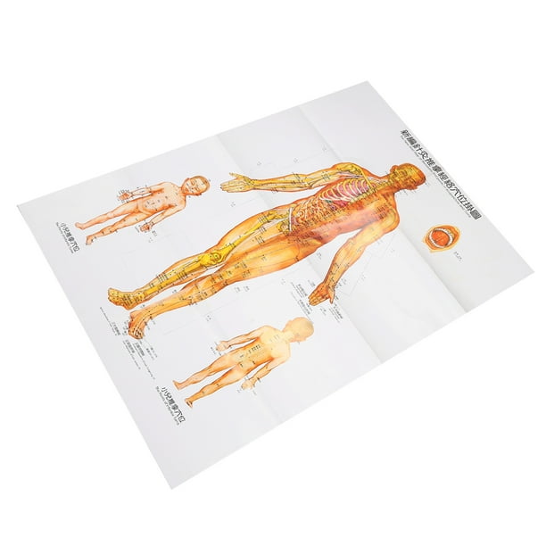 Chinese And English Acupoint Wall Chart, Front Acupressure Poster ...
