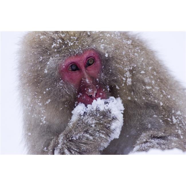 Japanese Snow Monkey Poster Print by Natural Selection Anita Weiner, 18 x 12 - Walmart.com