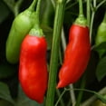 Pepper Seeds - Aji Rico Organic Variety Pepper Seeds - Non-GMO - 50 ...
