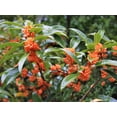 New Life Nursery & Garden, Red Flowering Fragrant Tea Olive Osmanthus ...