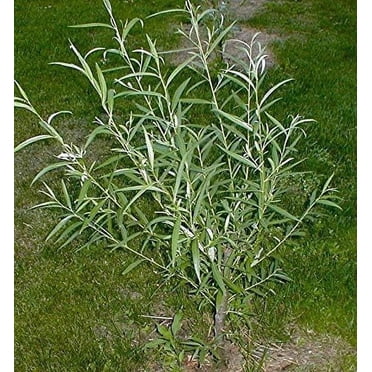 Garden Flame Willow Tree Cuttings - 4 Vibrant Orange and Red Bark Trees ...