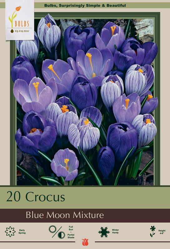 Blue Moon Mix Crocus 15 Bulbs - Blues and Purples - 8/9cm Bulbs ...