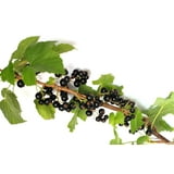 20 GOLDEN CURRANT SHRUB Black Fruit Yellow Flower Ribes Chrysobotrya ...