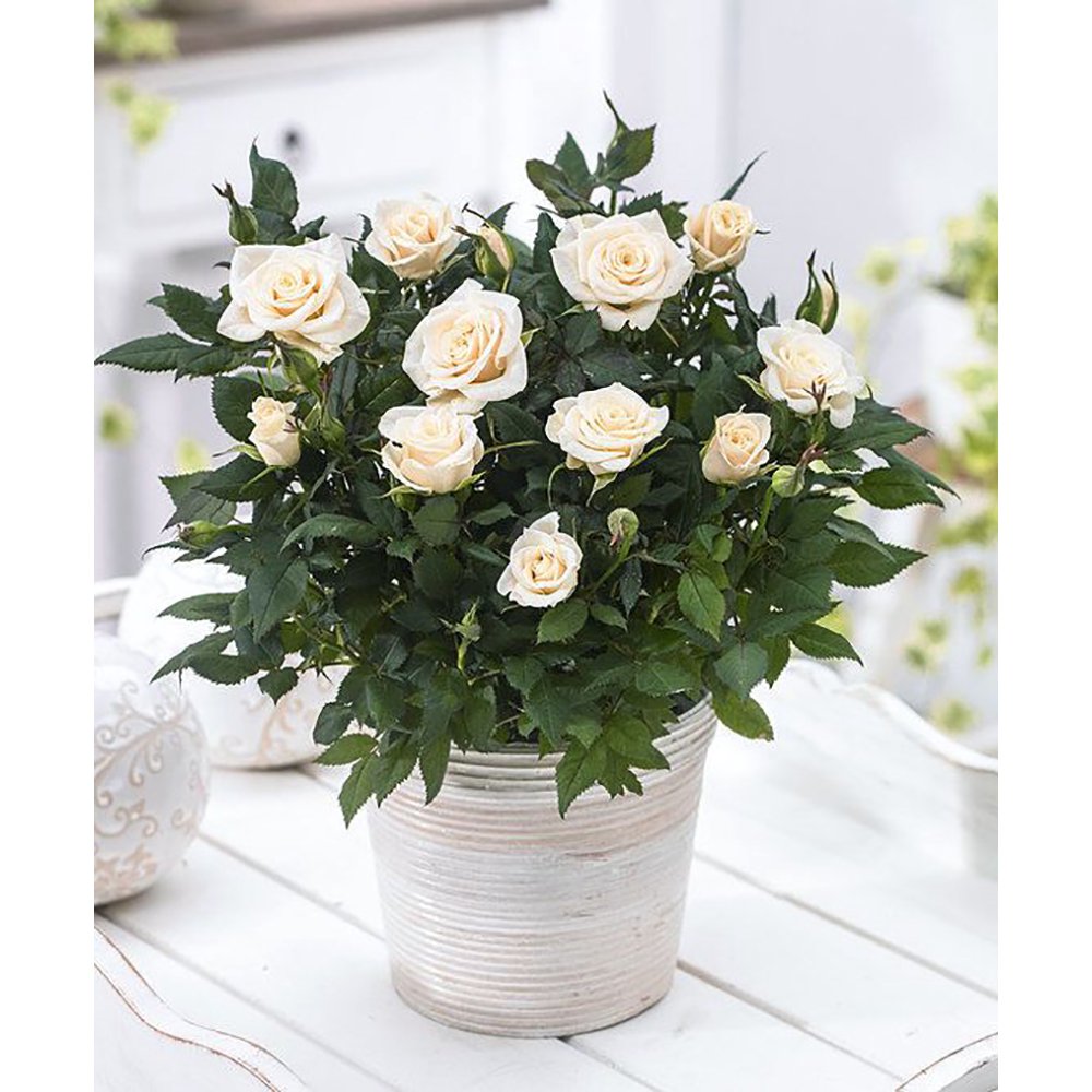 Parade® Freja™ Miniature Rose Bush - Fragrant - NEW for 2021! - 2.5 ...