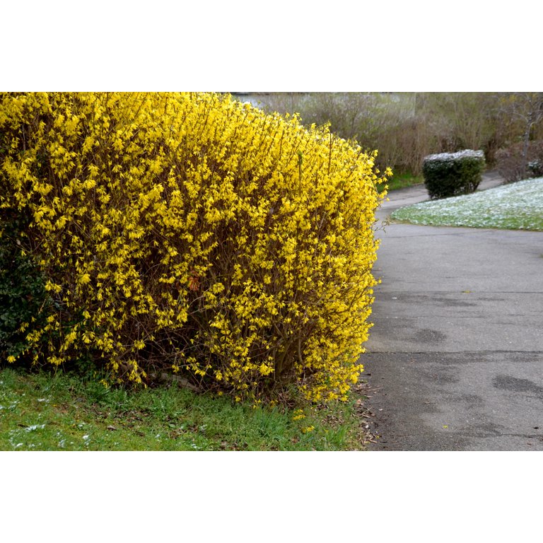 Koelreuteria Paniculata Nana The Golden Rain Trees
