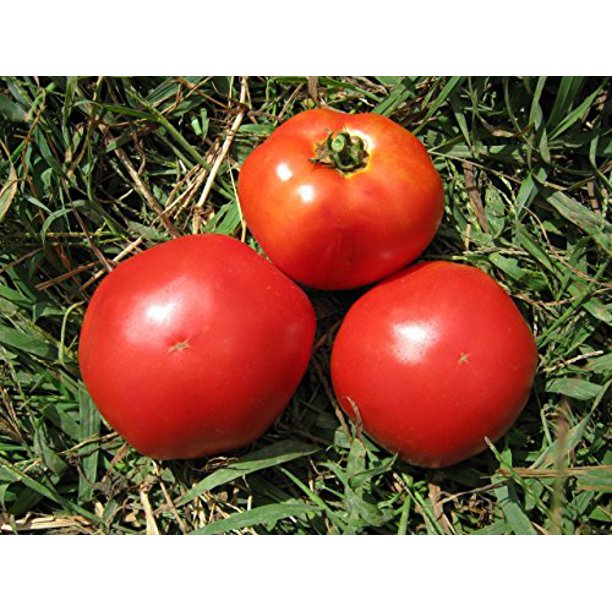 Tomato Marglobe Great Heirloom Garden Vegetable By Seed Kingdom 200 ...