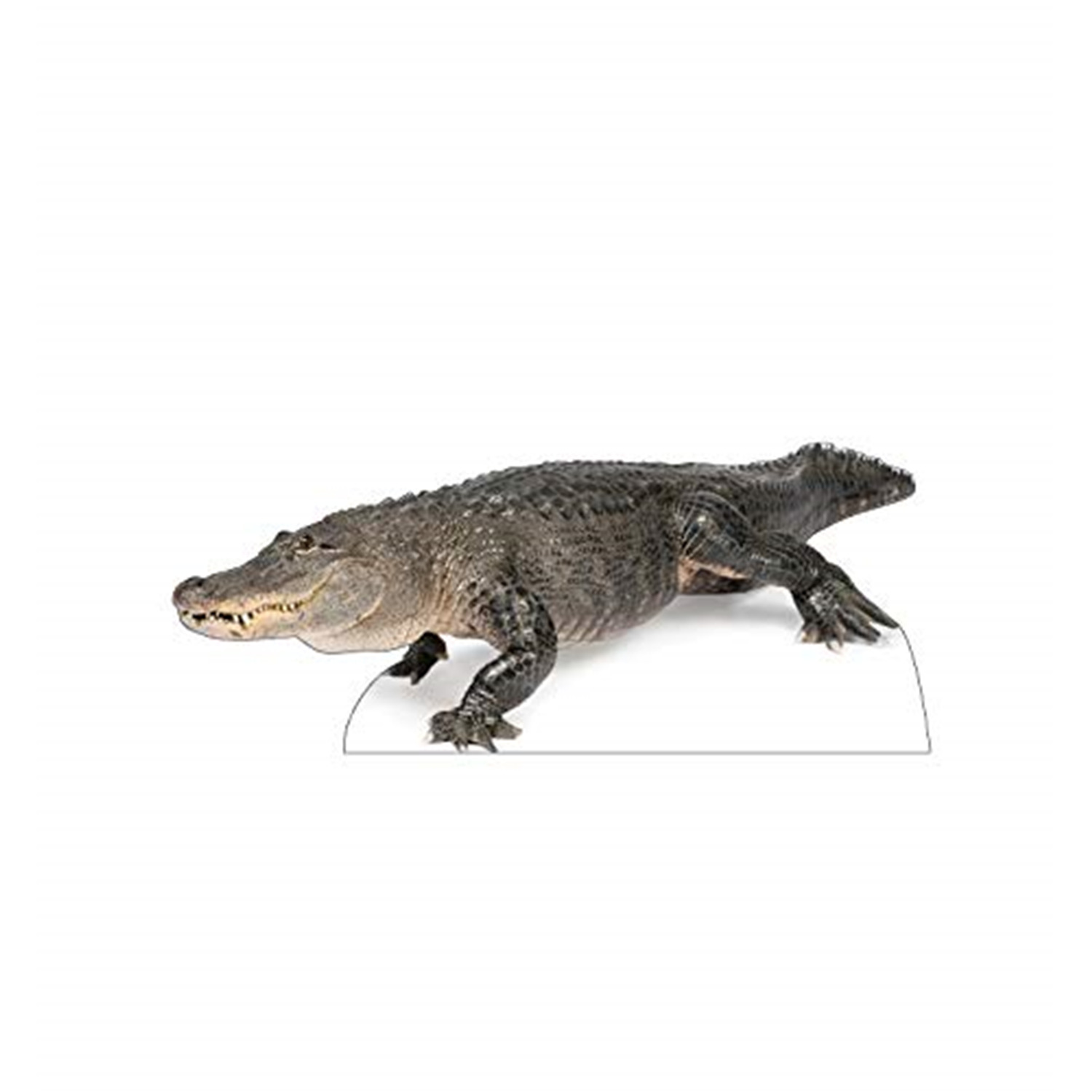 Advanced Graphics 1482 American Alligator - 31" x 75" Cardboard Standup ...