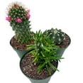BubbleBlooms Cactus Assortment, 4 inch Set of 3, Best-Sellers Most ...