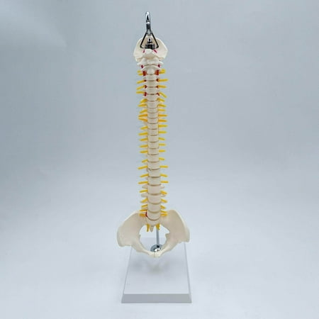 Langgg Spine Model Vertebral Column Anatomical human skeleton aid spine ...