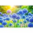 Giant Allium For Planting Ideal for Gardening Deer Resistant Variegated ...
