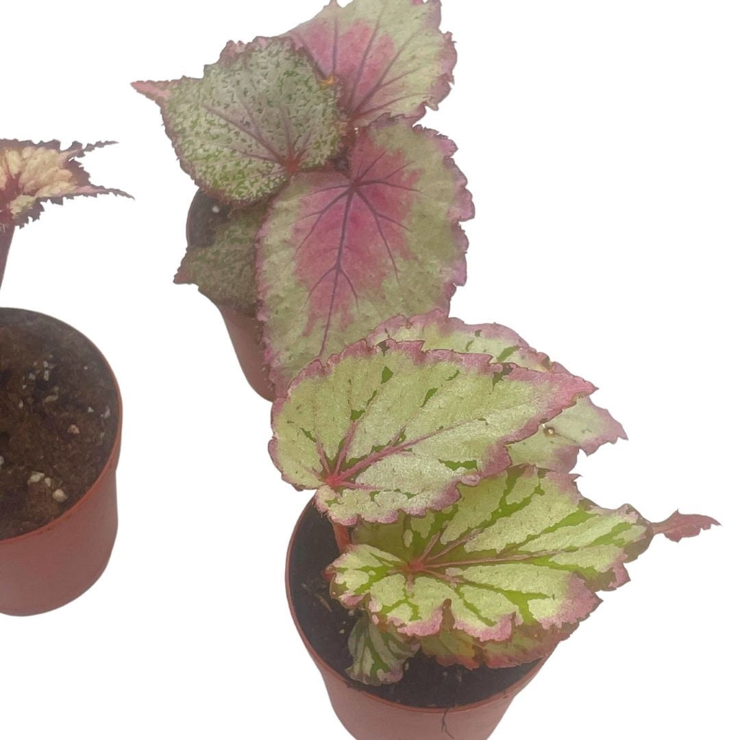 Buy Begonia Rex Assortment, in 2 inch pots, set of 3, tiny cute begonia ...