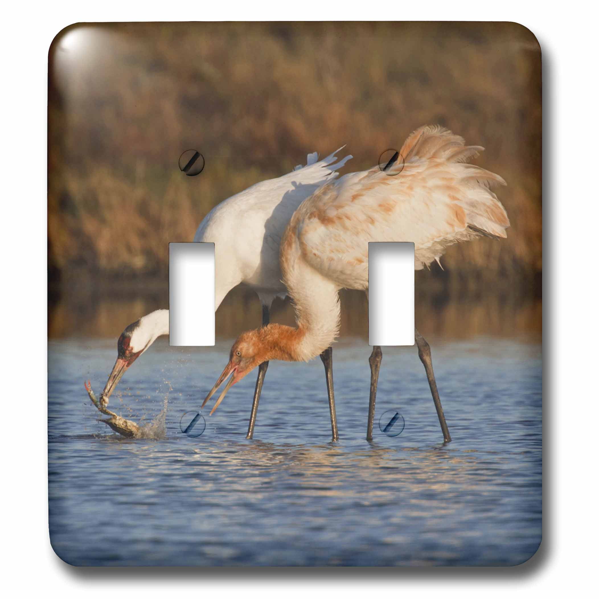 3dRose Whooping Crane bird, Aransas Refuge, Texas, USA - US44 LDI0624 ...