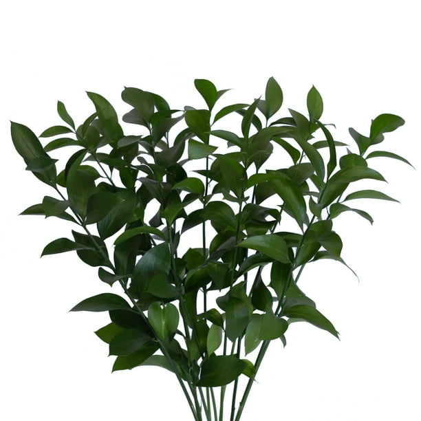 Israeli Ruscus 100 Stems of 50 cm Fresh Cut Greenery Green Filler Farm ...
