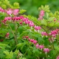 Garden State Bulb Bleeding Heart Dicentra Spectabilis, Bare Roots (Bag ...