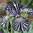 Iris for Planting-(Non-Artificial)-Beginner-Friendly Cultivation, Rapid ...