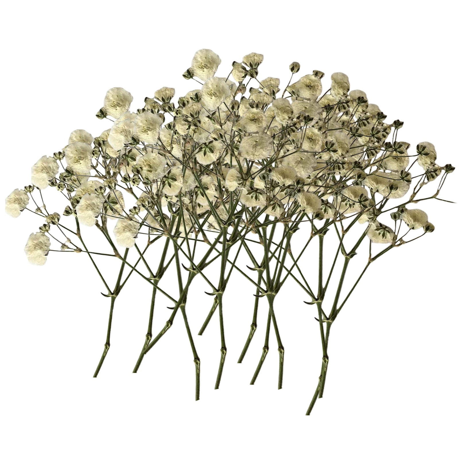 Outdoor 2yk Pumpkin Flower Centerpiece 100PCS Bulk Dried Gypsophila ...