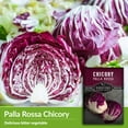 2 packs Palla Rossa Chicory Seed - Non-GMO Heirloom Perennial Full Sun ...