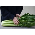 250 CICORIA CATALOGNA Puntarelle Chicorium Chicory Vegetable Seeds ...
