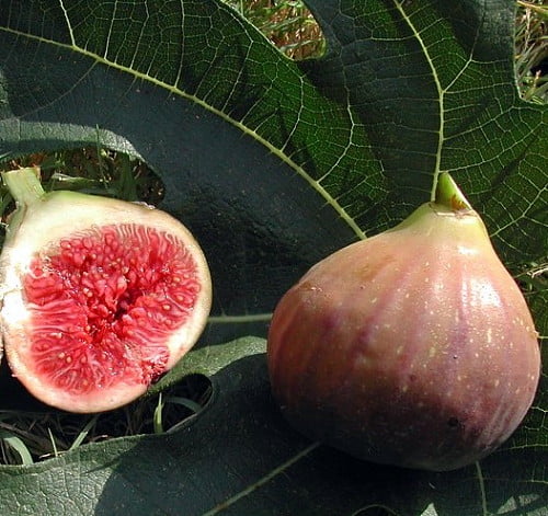 Hirt's Violet De Bordeaux Negronne Edible Fig Plant - Ficus carica - 2. ...