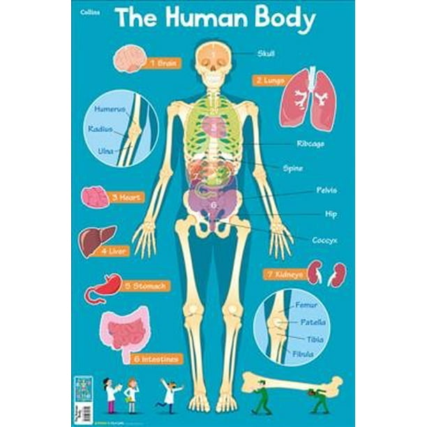 Human Body Poster For Kids