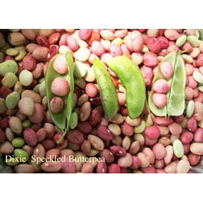 100 Seeds RED RIPPER COWPEA Cow Pea Southern Pea Vigna Unguiculata ...