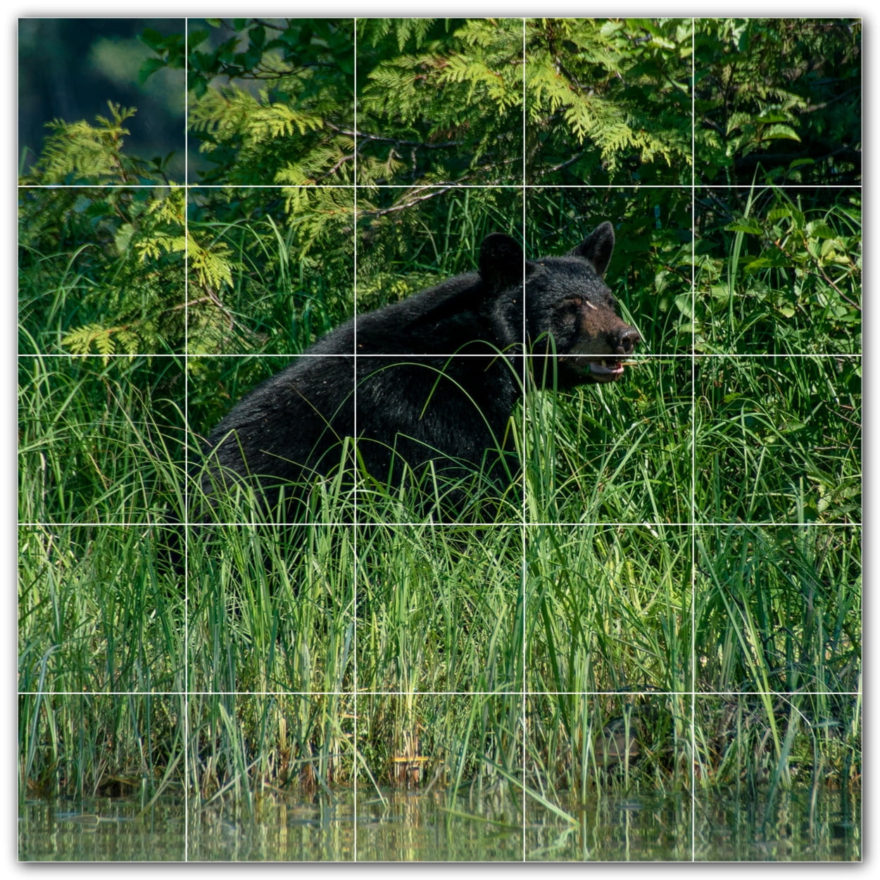 Picture-Tiles.com: Bear Ceramic Tile Wall Mural WAL500122-55XL. 60"W x ...