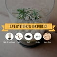 Japanese Flowering Cherry Blossom | Tree Seed Grow Kit | The Jonsteen ...