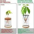 MUSICOZY Avocado Tree Growing Kits,Avocado Growing Vase Wooden Base ...