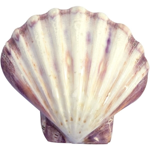 2 Lion Paw Polished Shells Craft Scallop Seashells Beach Decor 4-5 ...