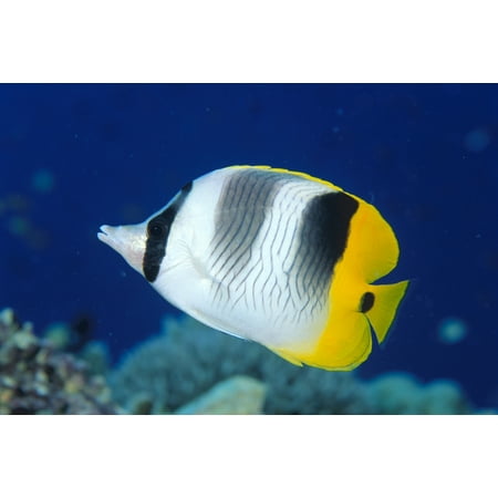 Fiji, Pacific Double-Saddle Butterfly Fish (Chaetodon Ulietensis) Close ...