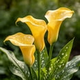 Calla Lily For Planting-Perennial-Garden Stakes-Bold Elegant Accent for ...