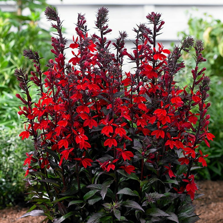 Red Lobelia Flower