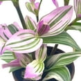 Real Live Pink Tradescantia Nanouk, Wandering Jew, Indoor House Plants ...