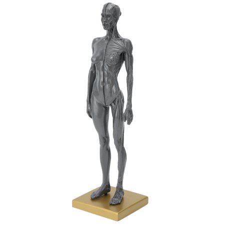 Noref Human Anatomical Model,30cm Human Anatomical Model Female ...