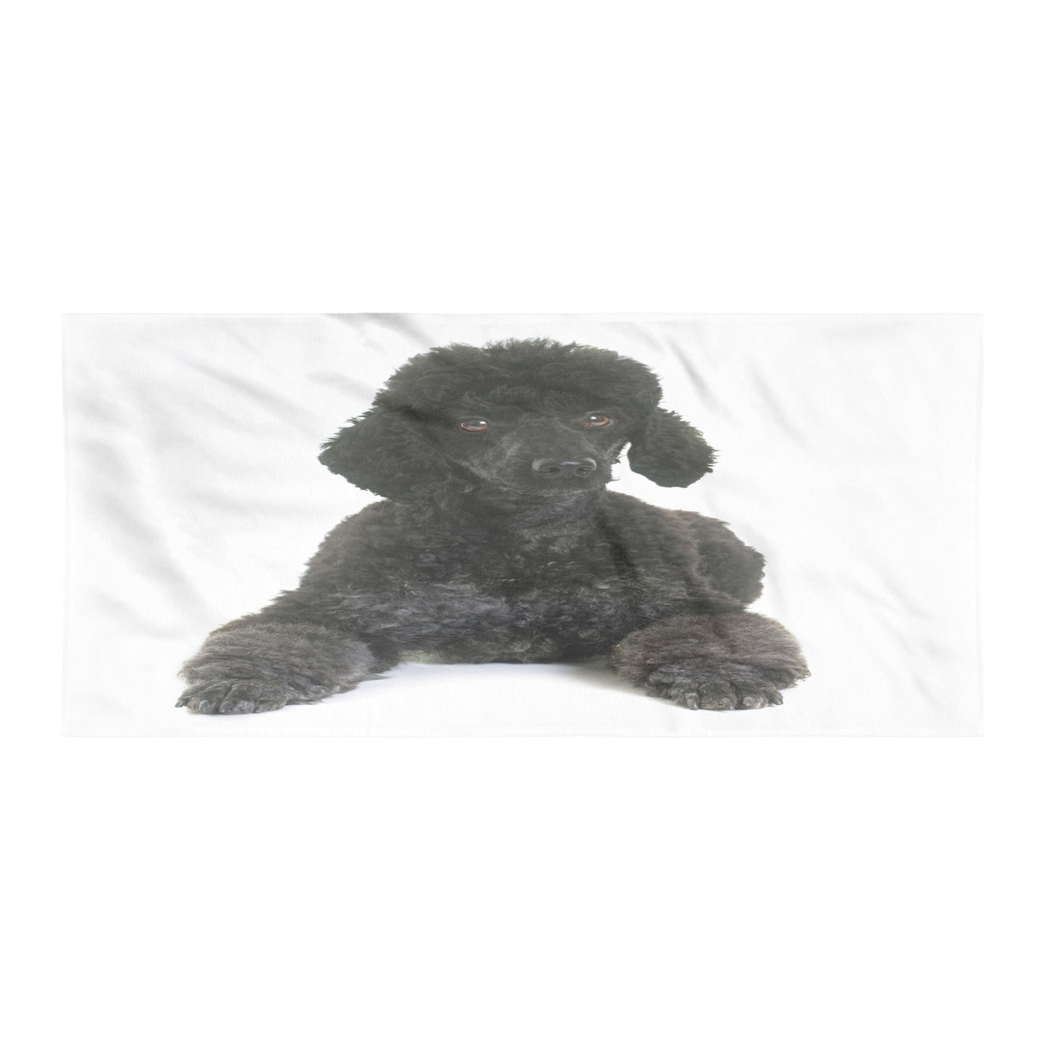 Dark Grey Toy Poodle