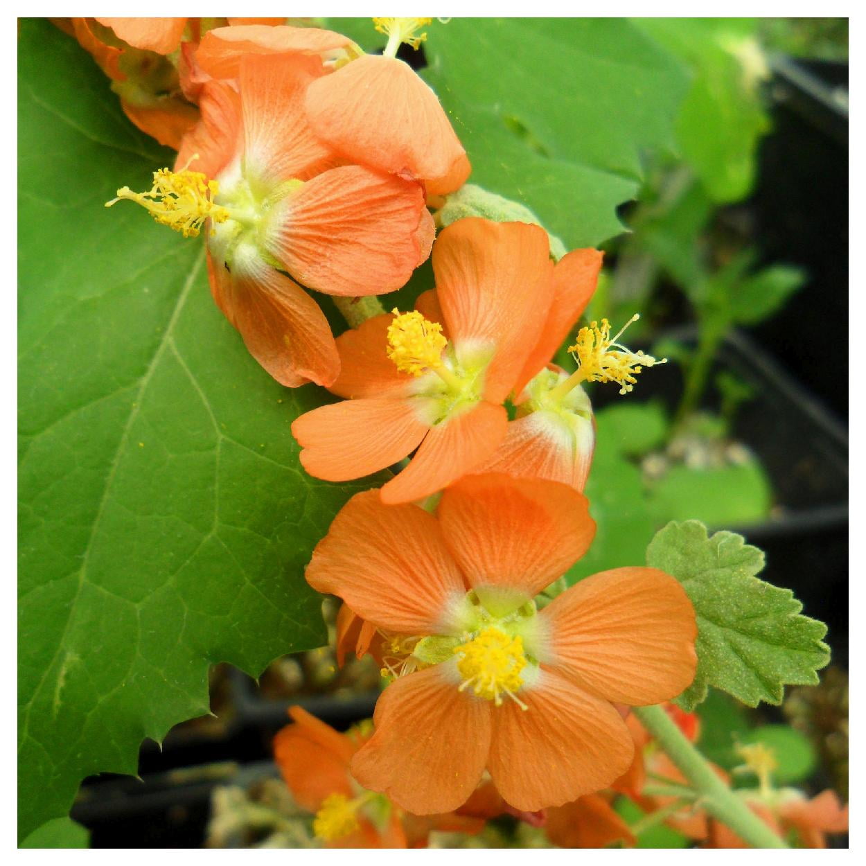 Everwilde Farms - 1 lb Gooseberryleaf Globemallow Native Wildflower ...
