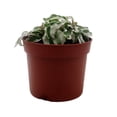St. Joseph's Coat Plant - LIVE Variegated Alternanthera 'White Carpet ...